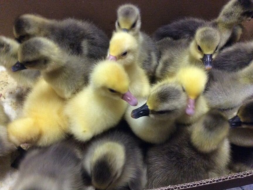 Гусята оптом