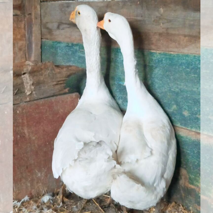 Гуси холмогоры