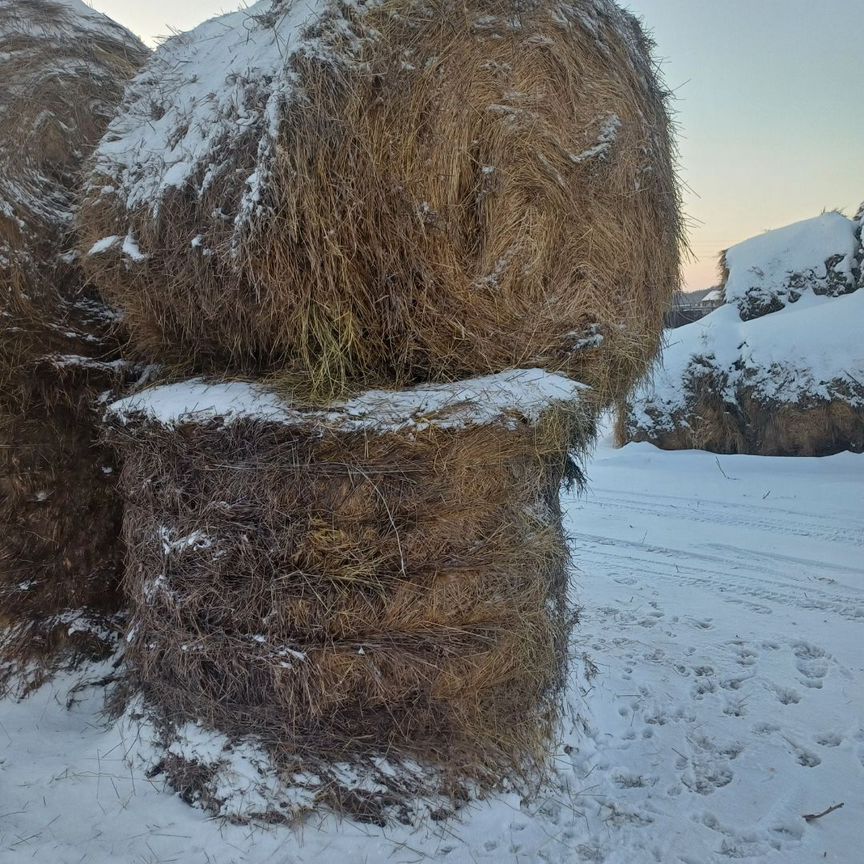 Сено в рулонах 500кг