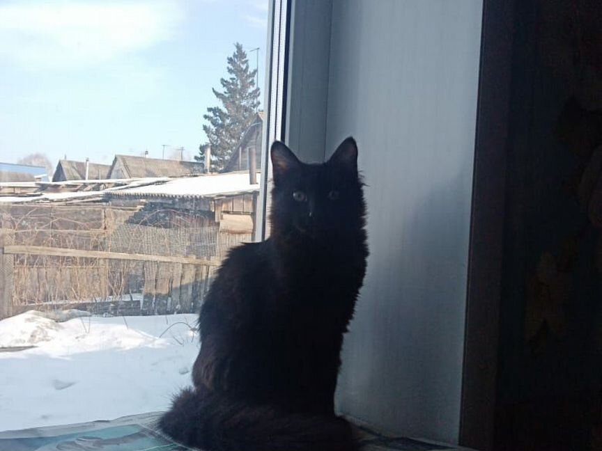 Кошка молодая 4месяца
