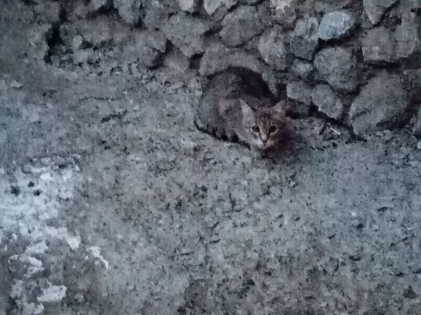 Камышовые котята