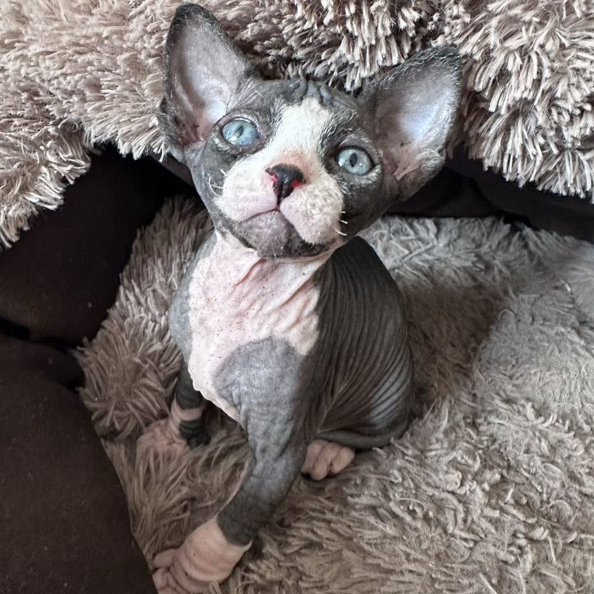 Канадский сфинкс котёнок