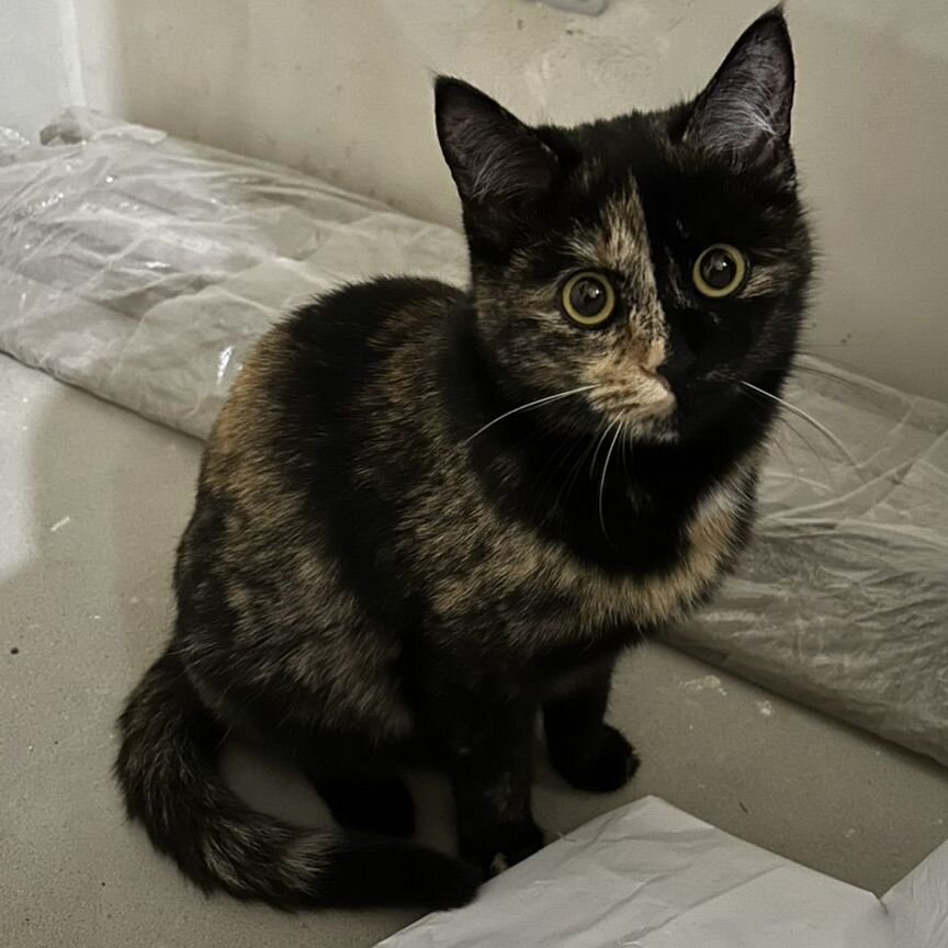 Кошечка черепаший окрас