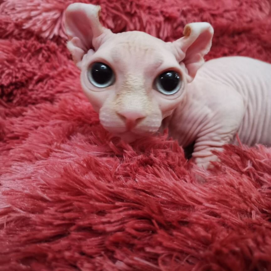 Двельф кошка Канадский сфинкс