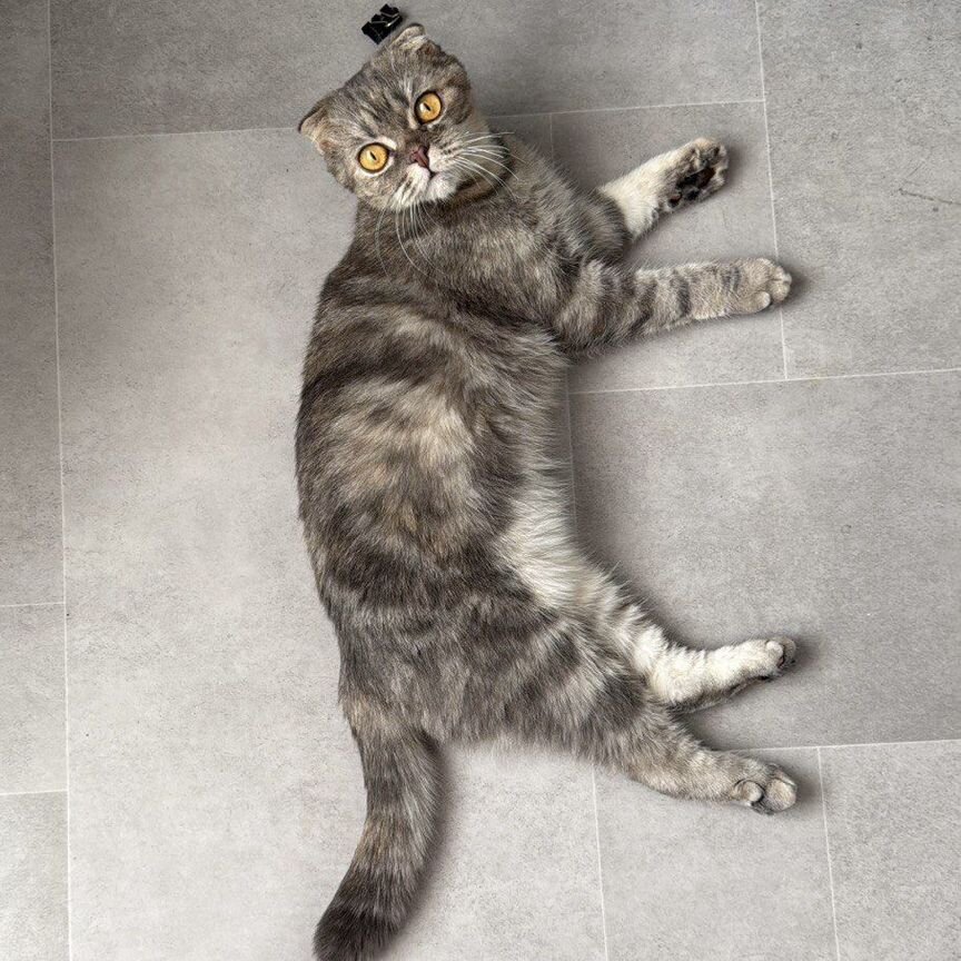 Шотландская вислоухая короткошёрстная, взрослая кошка