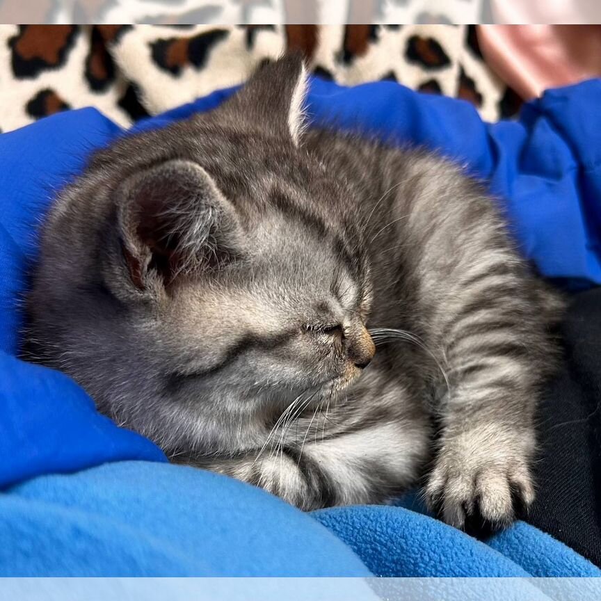 Шотландский котенок