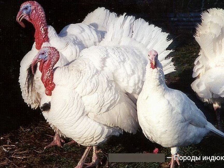 Индюки