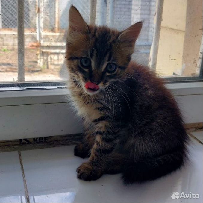 Помогите пристроить котят