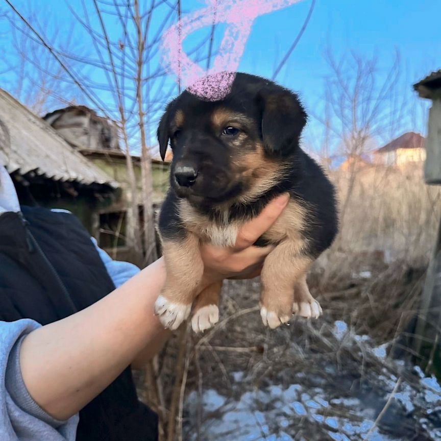 Крохи ищут дом
