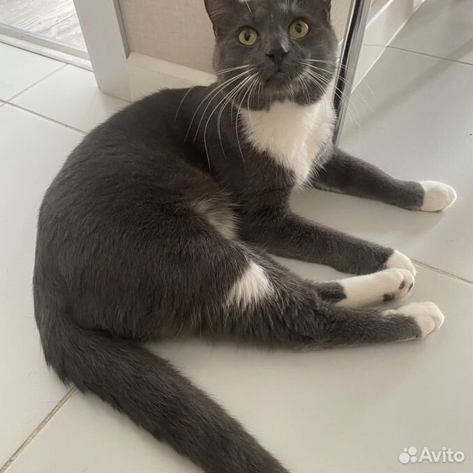 Кот Томас в хорошие добрые руки