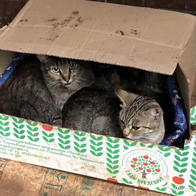 Кошки котята сиротки брошены людьми заберите в дар