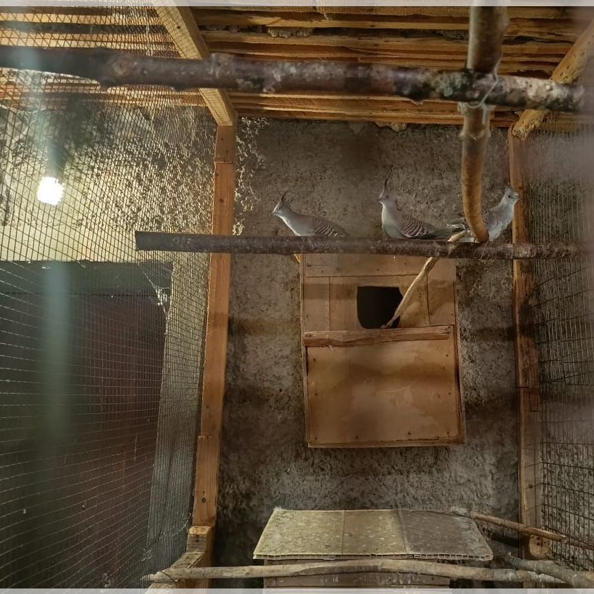 Хохлатые австралийские горлицы