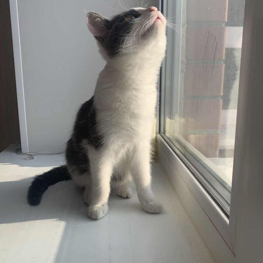 Кошечка 5 месяцев