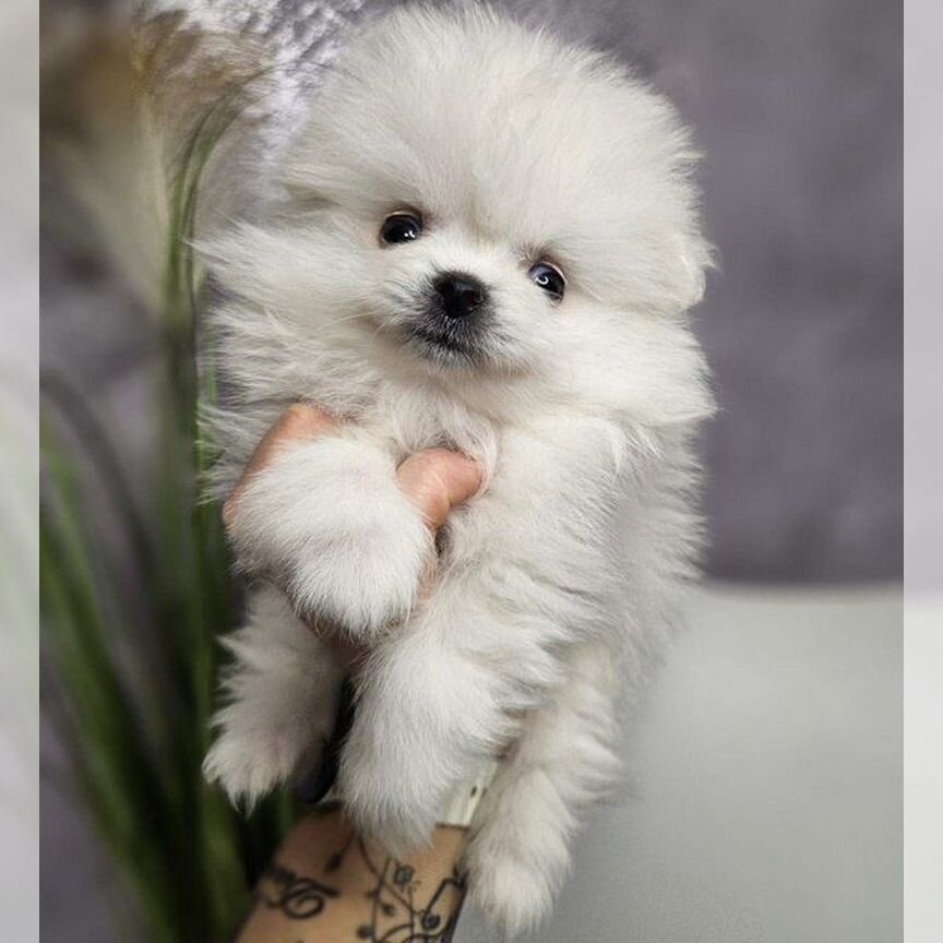 Померанский шпиц, щенок