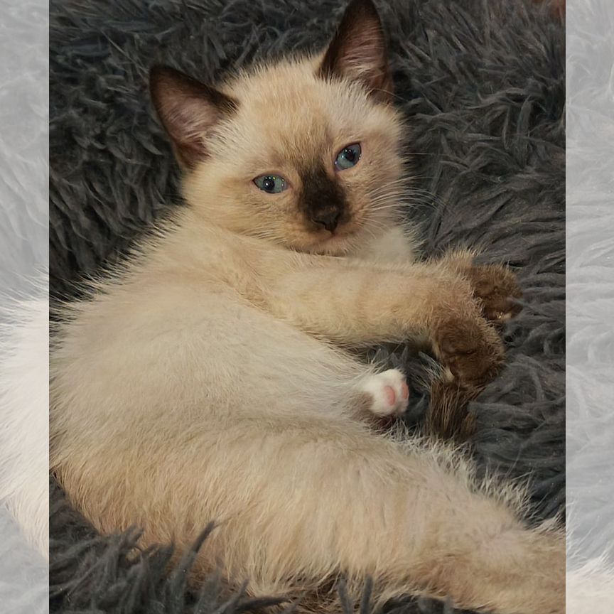 Тайский котёнок