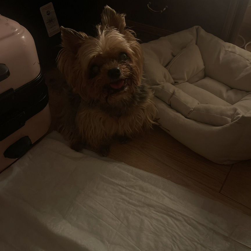 Найдена собака, ищу хозяина Йоркширский терьер