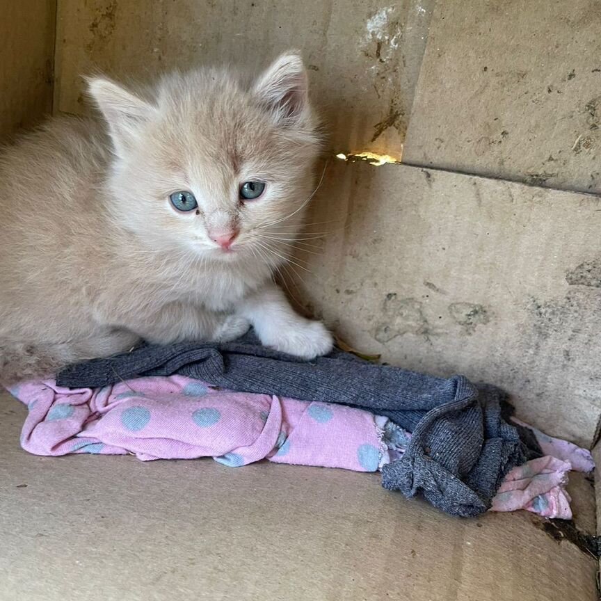 Котята в добрые руки
