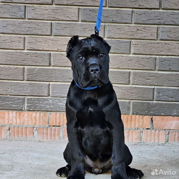Чёрная малышка кане корсо 3 мес