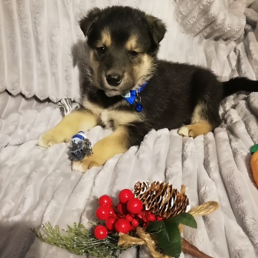 Немецкая овчарка, щенок