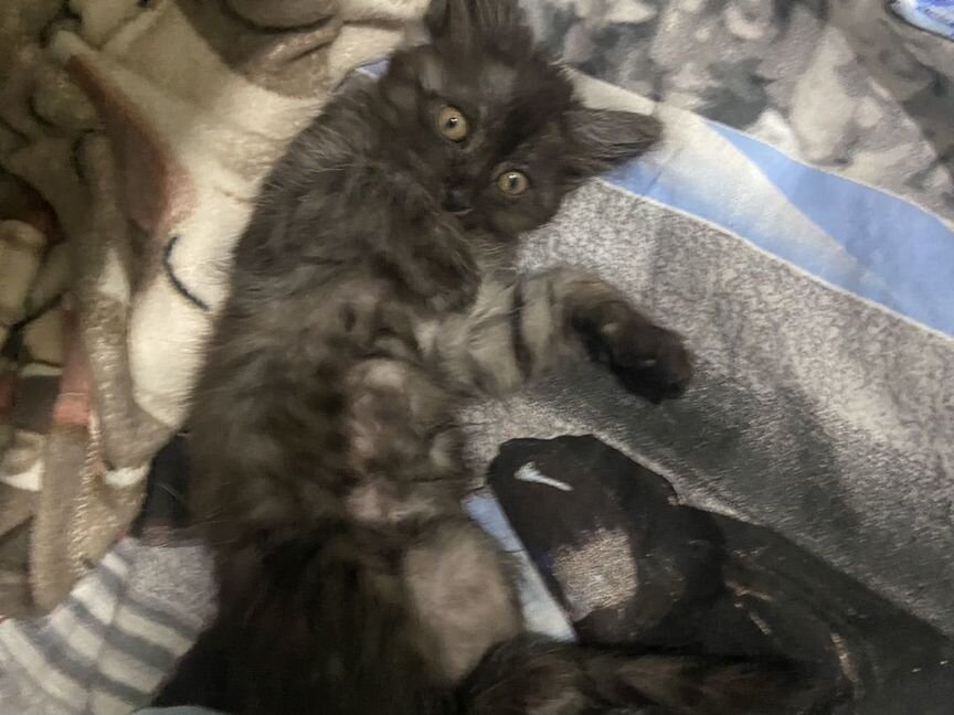 Британские котята