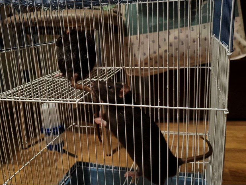 Клетка для крыс и домашние крысы