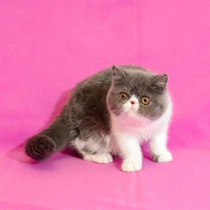 Экзотические котята