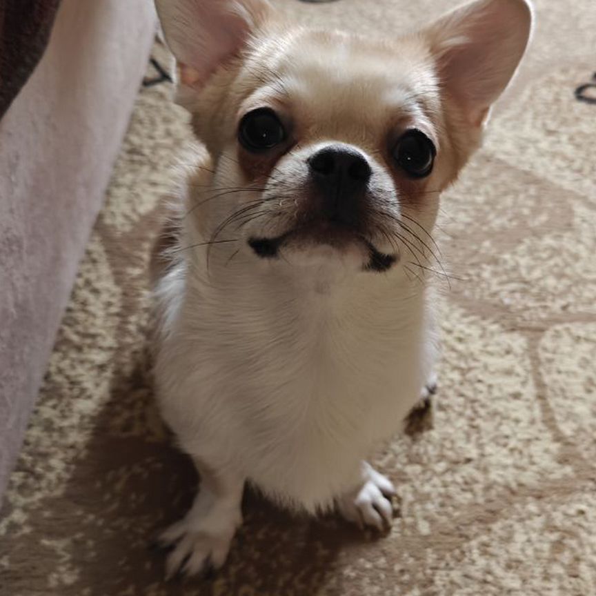 Чихуахуа, щенок