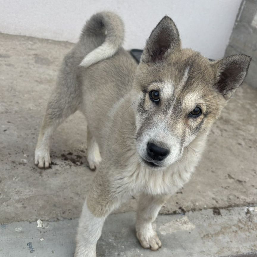 Щенок сибирской лайки