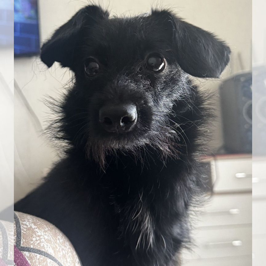 Цвергпинчер, взрослая собака