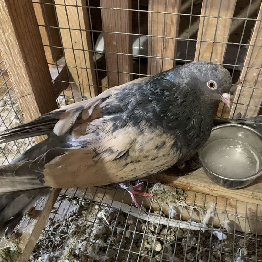 Голуби кировоградские