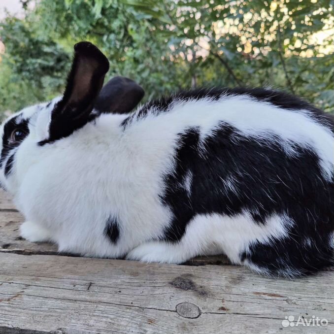 Кролики порода бабочка