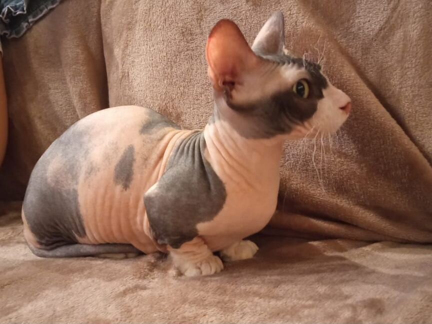 Канадский сфинкс Бамбино