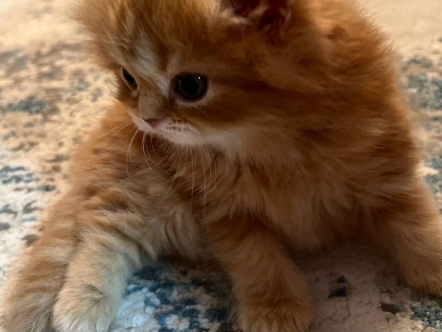 Шотландские прямоухие котята