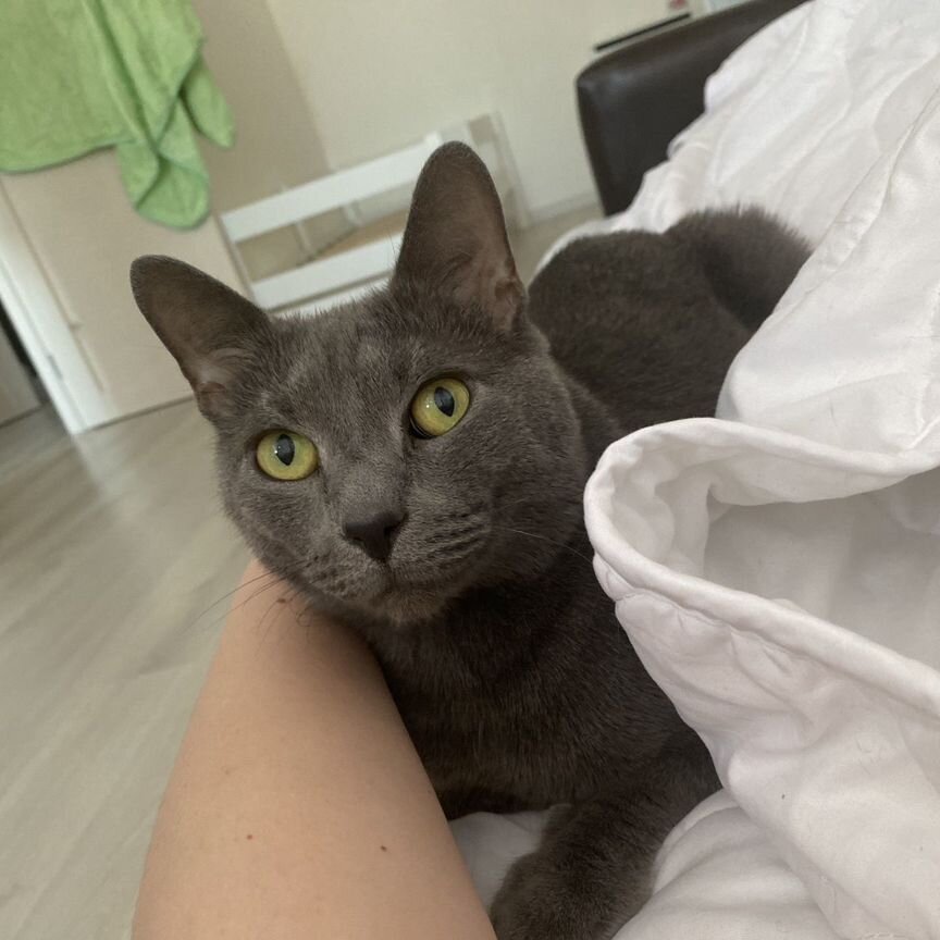 Кот