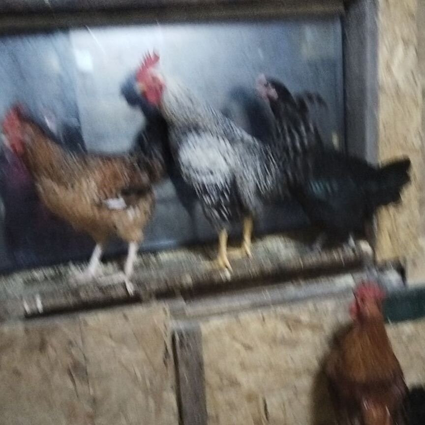 8ми месячные петухи