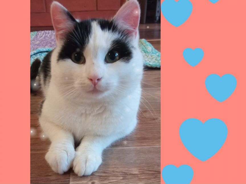 Плюшевый котик. Кошечка кошка кошки