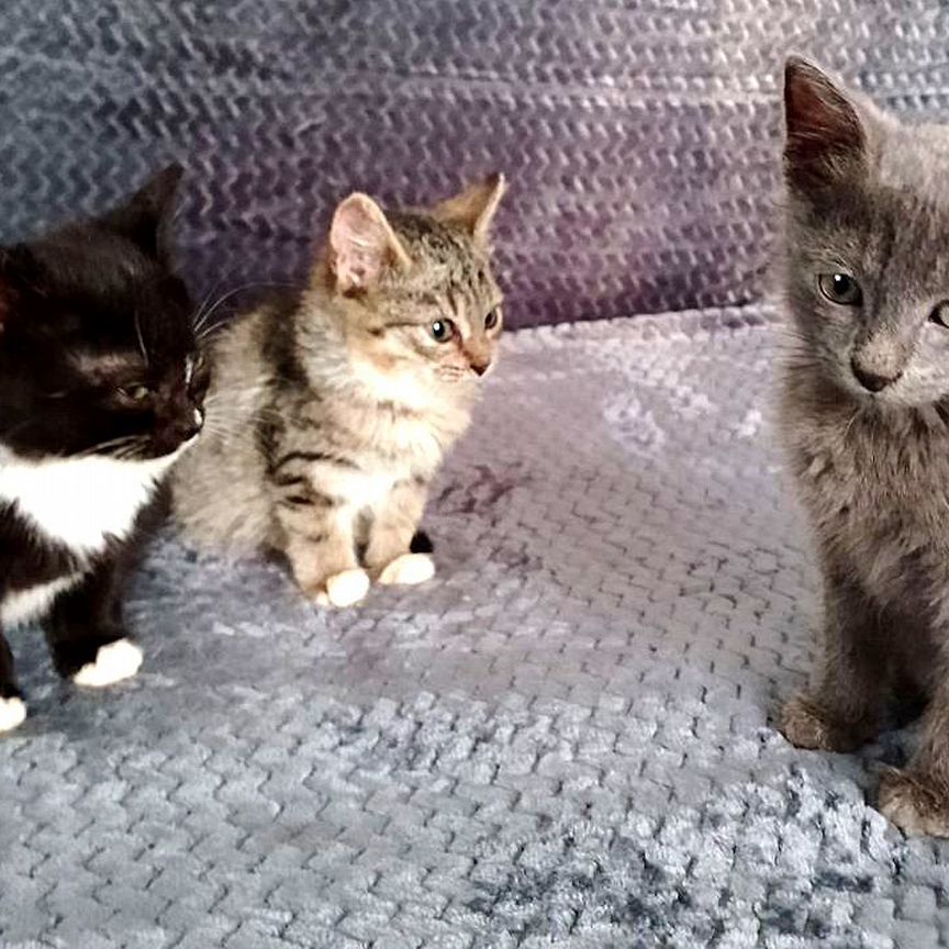 Котята в добрые руки (2 мес.)