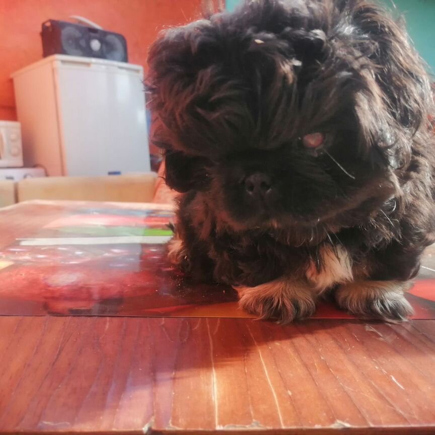 Щенок Пекинеса