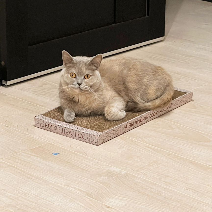 Кошка бесплатно в добрые руки