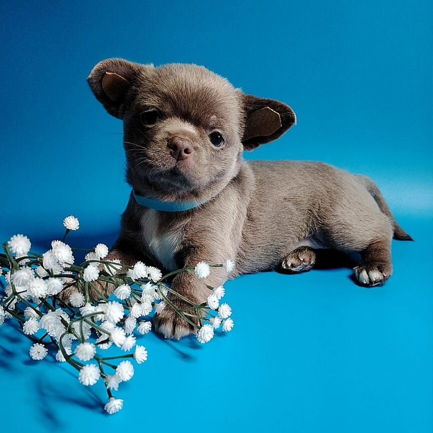 Мальчик Чихуахуа