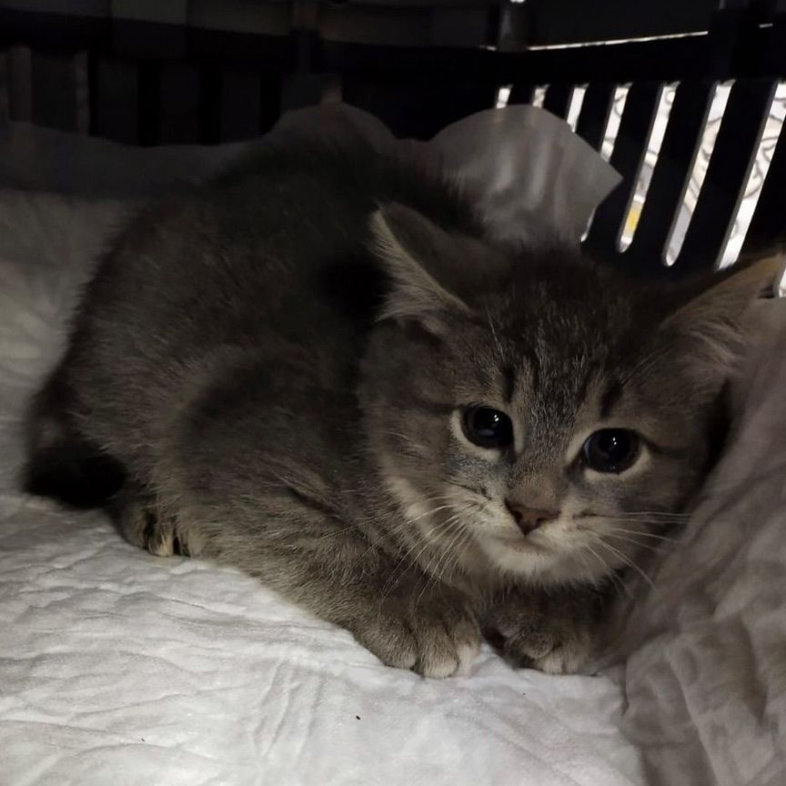 Котёнок в добрые руки