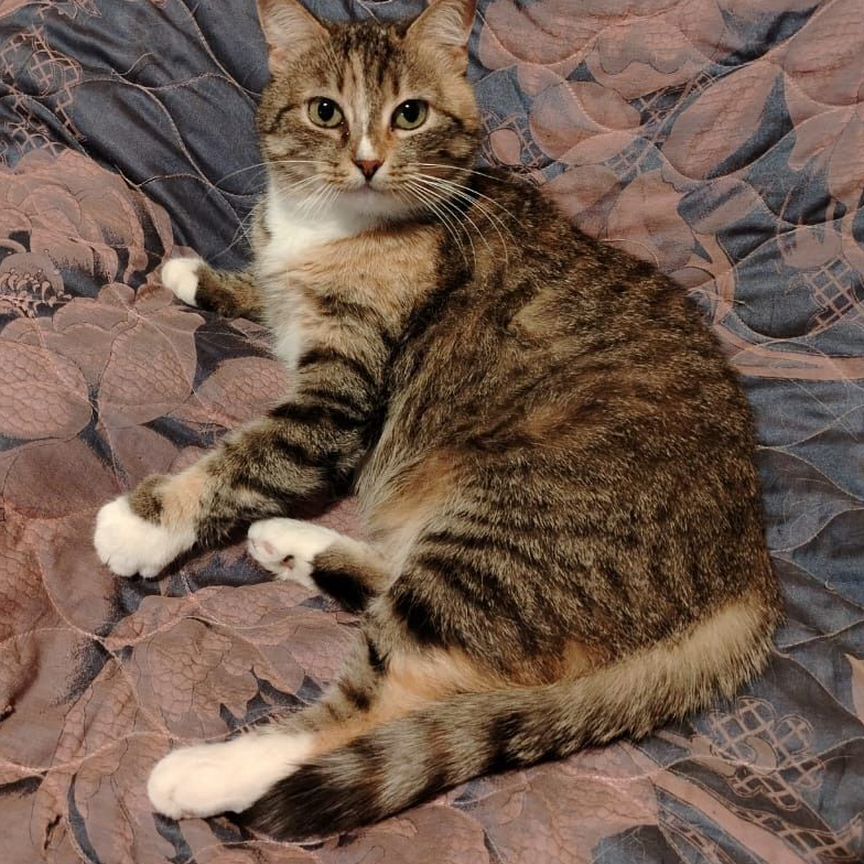 Взрослая кошка в добрые руки