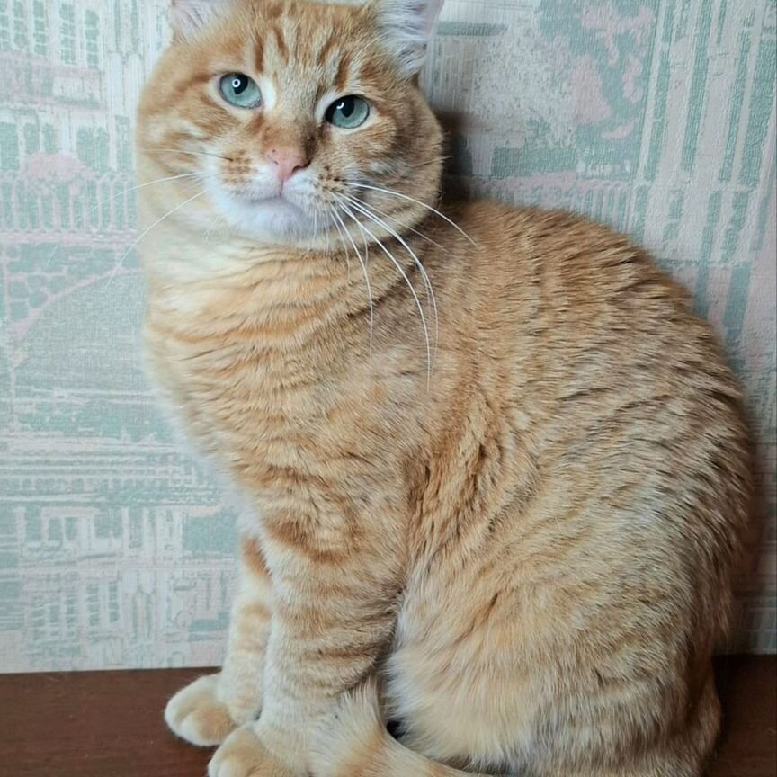 Взрослая кошка в добрые руки