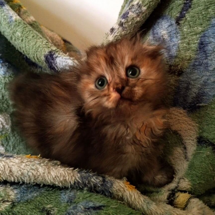 Вислоухая кошечка