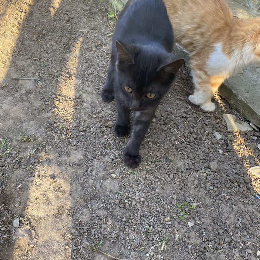 Котята в добрые руки бесплатно