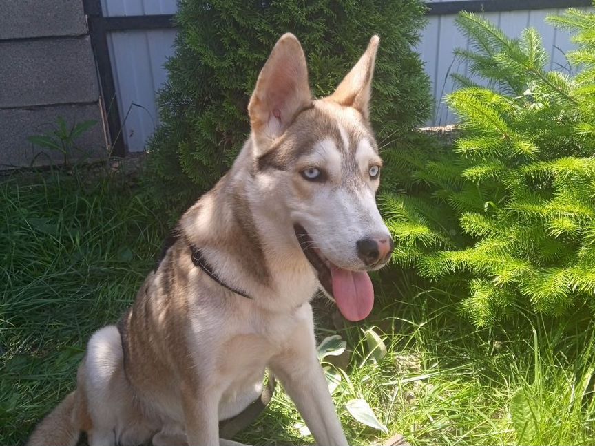 Хаски вязка