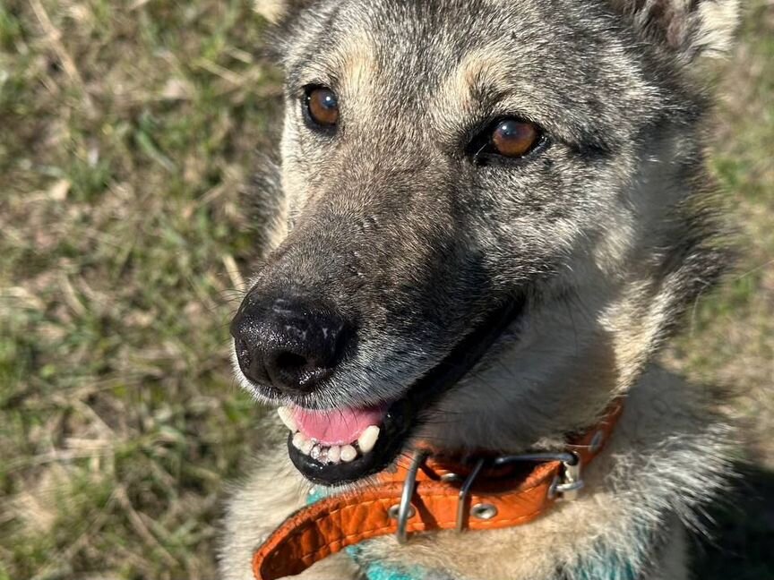 Собака небольшого размера из приюта Тимоша