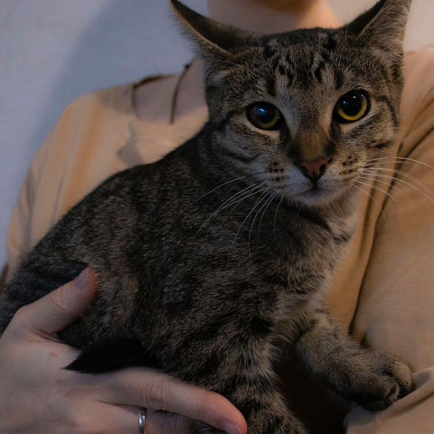Крупный котенок