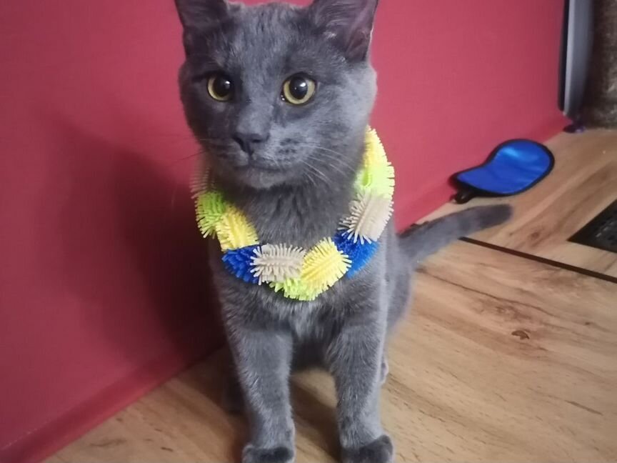 Кот в добрые руки