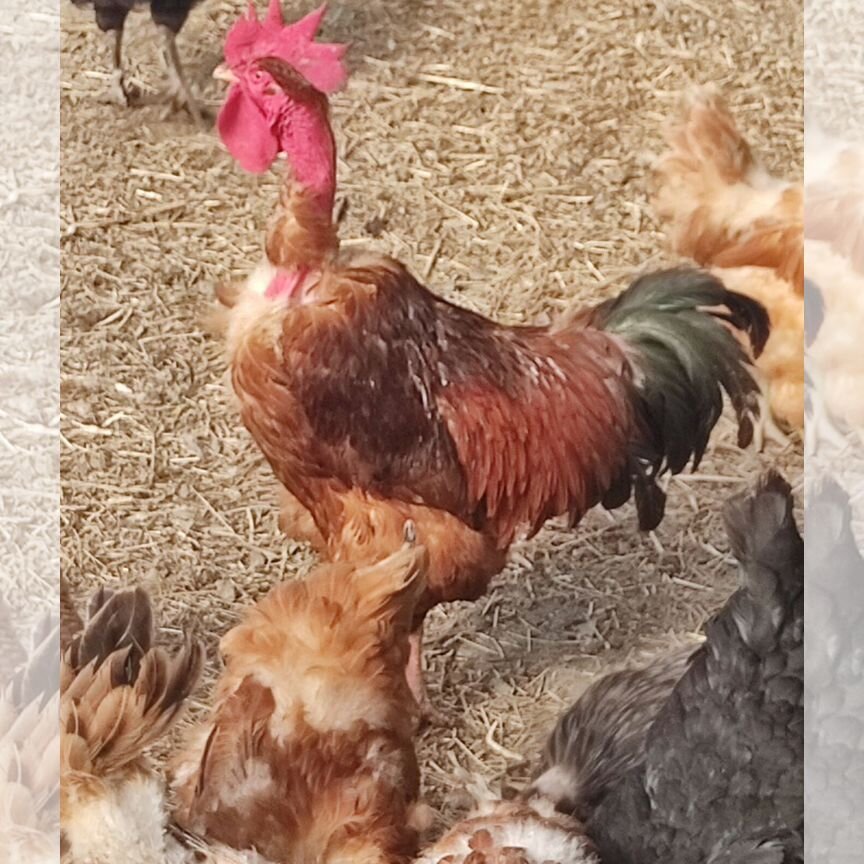 Молодые петухи